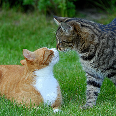 The Cat: Clinical Medicine & Management | Susan Little, DVM, DABVP ...